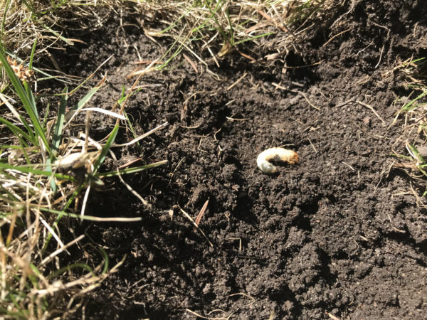 Scouting for Grubs in home lawns - Parkway Lawn Services | Lawn Care in ...